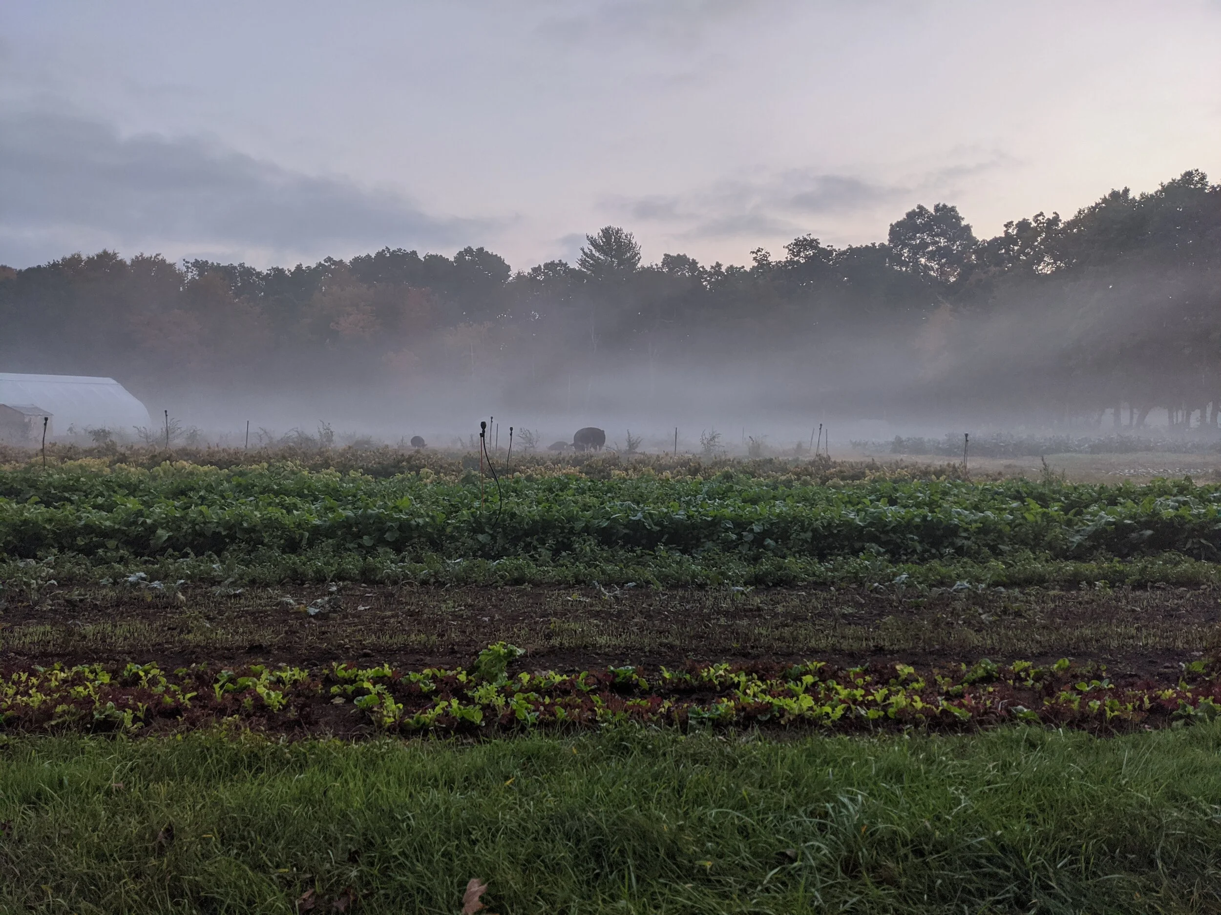 Learn More — Long Table Farm
