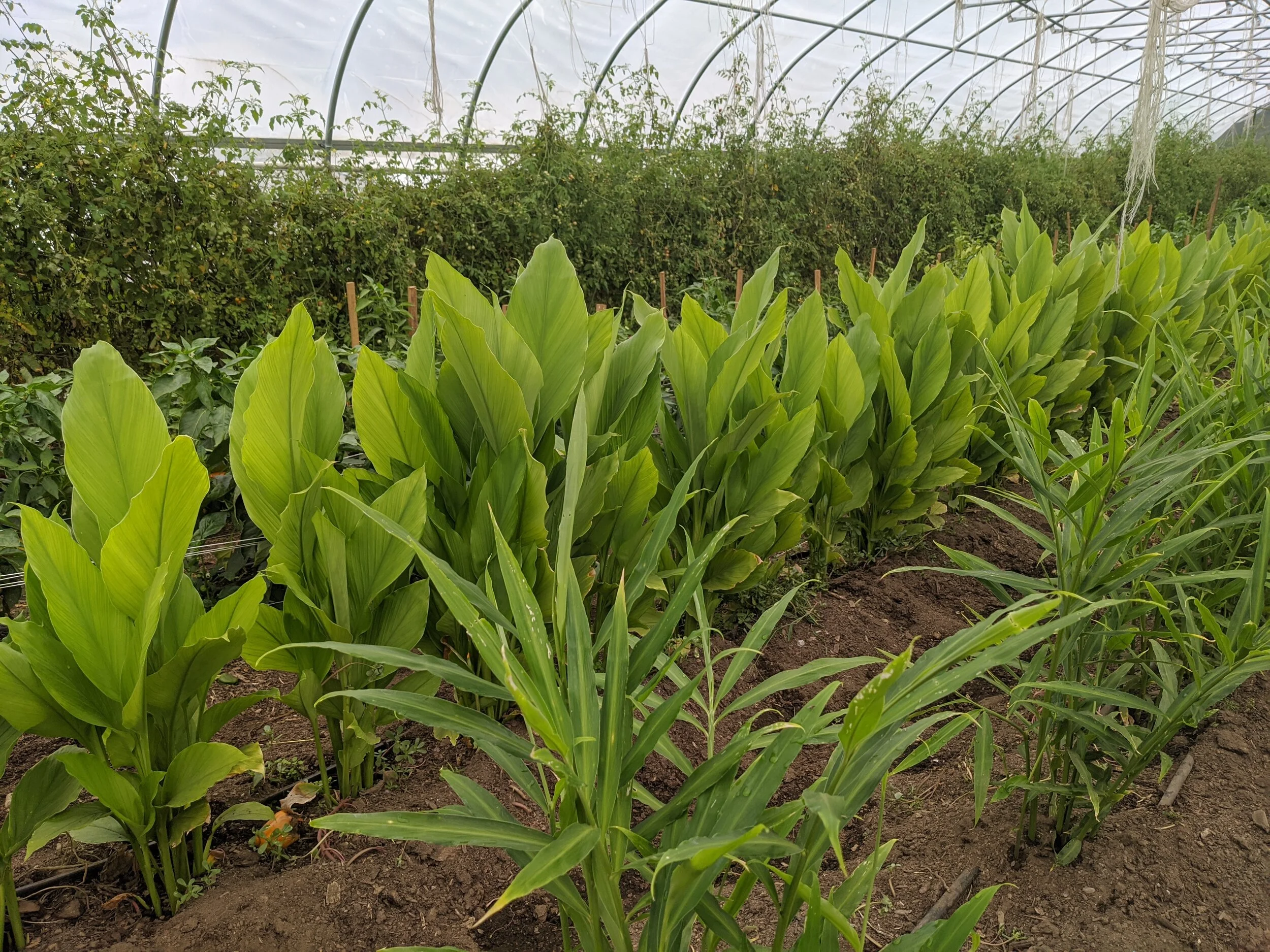 Learn More — Long Table Farm