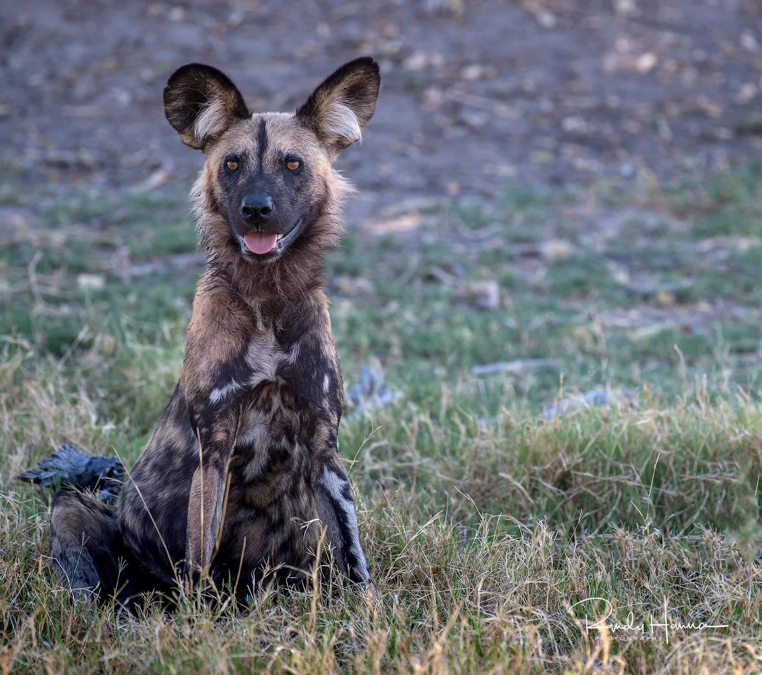 Pack Of Wild Dogs Running