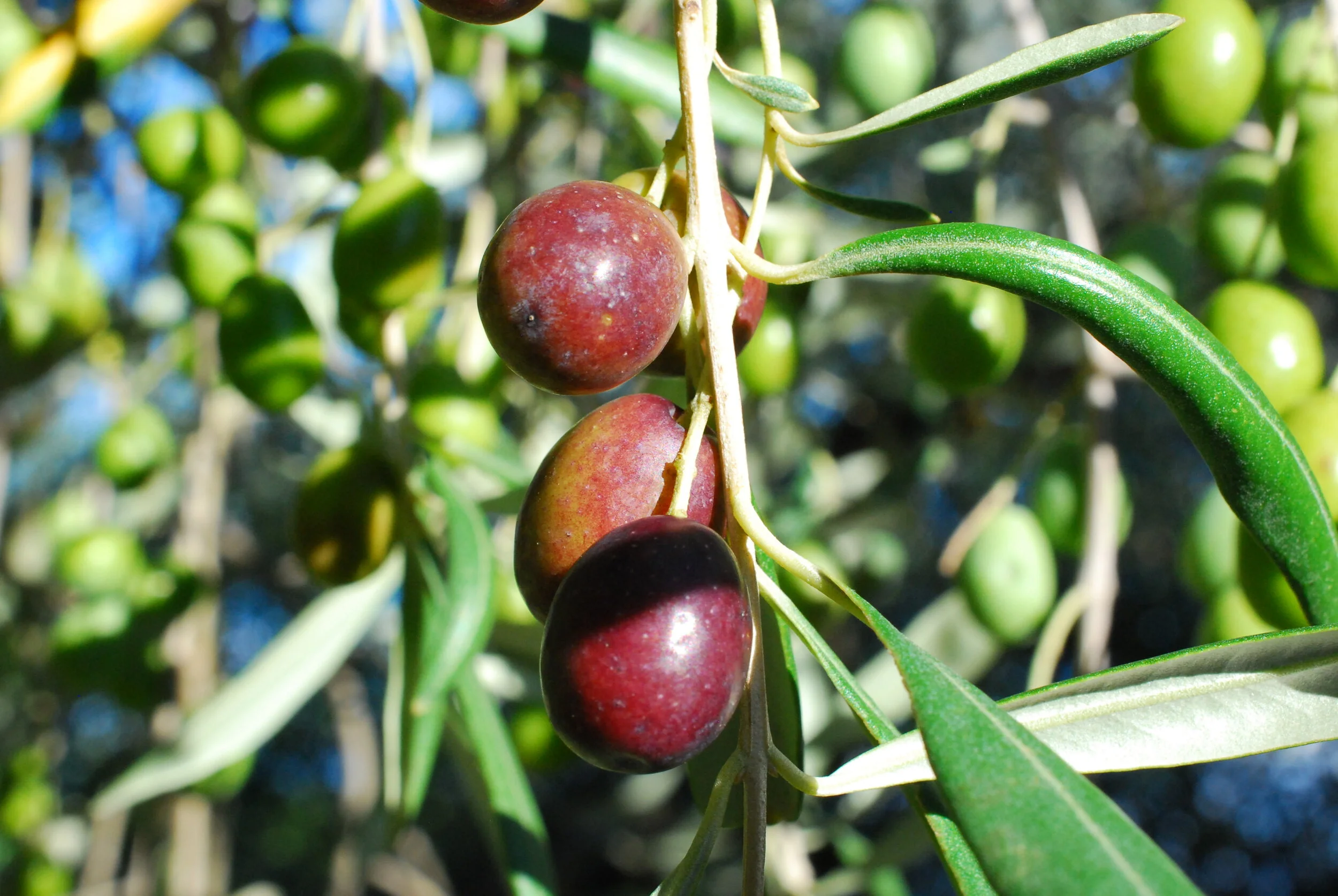 Olive Oil — Villa Monteoriolo