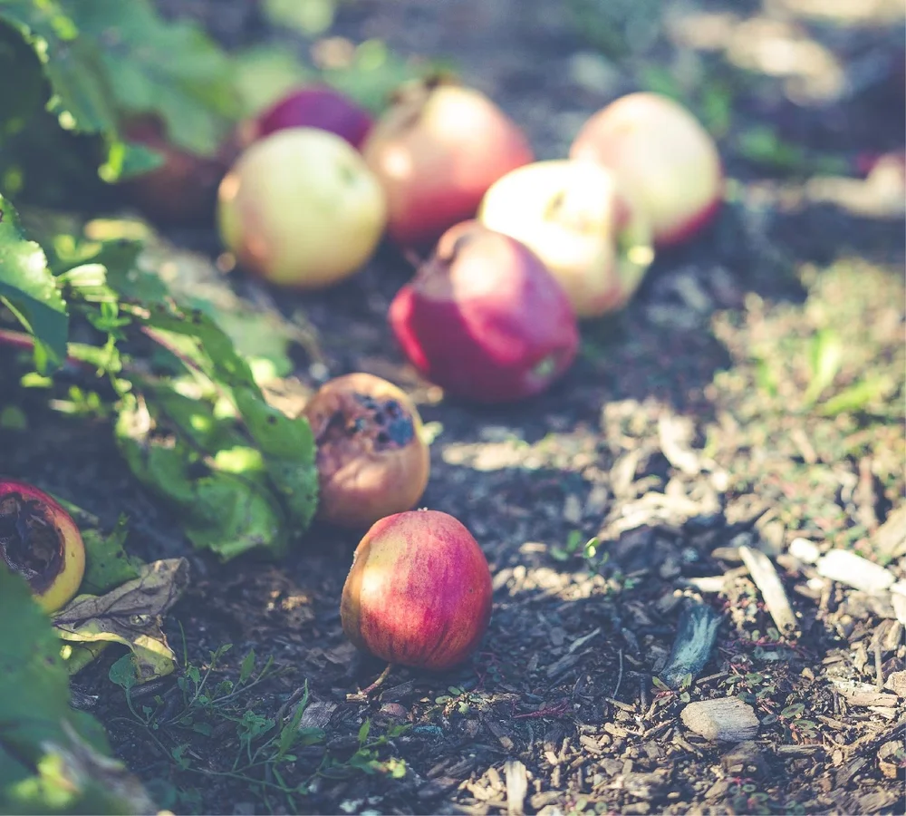 Kansas City Compost | Organic Compost | Missouri Organic Recycling