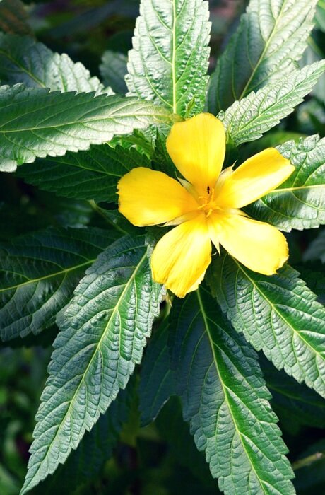 Plant Allies: Damiana — A Brighter Wild