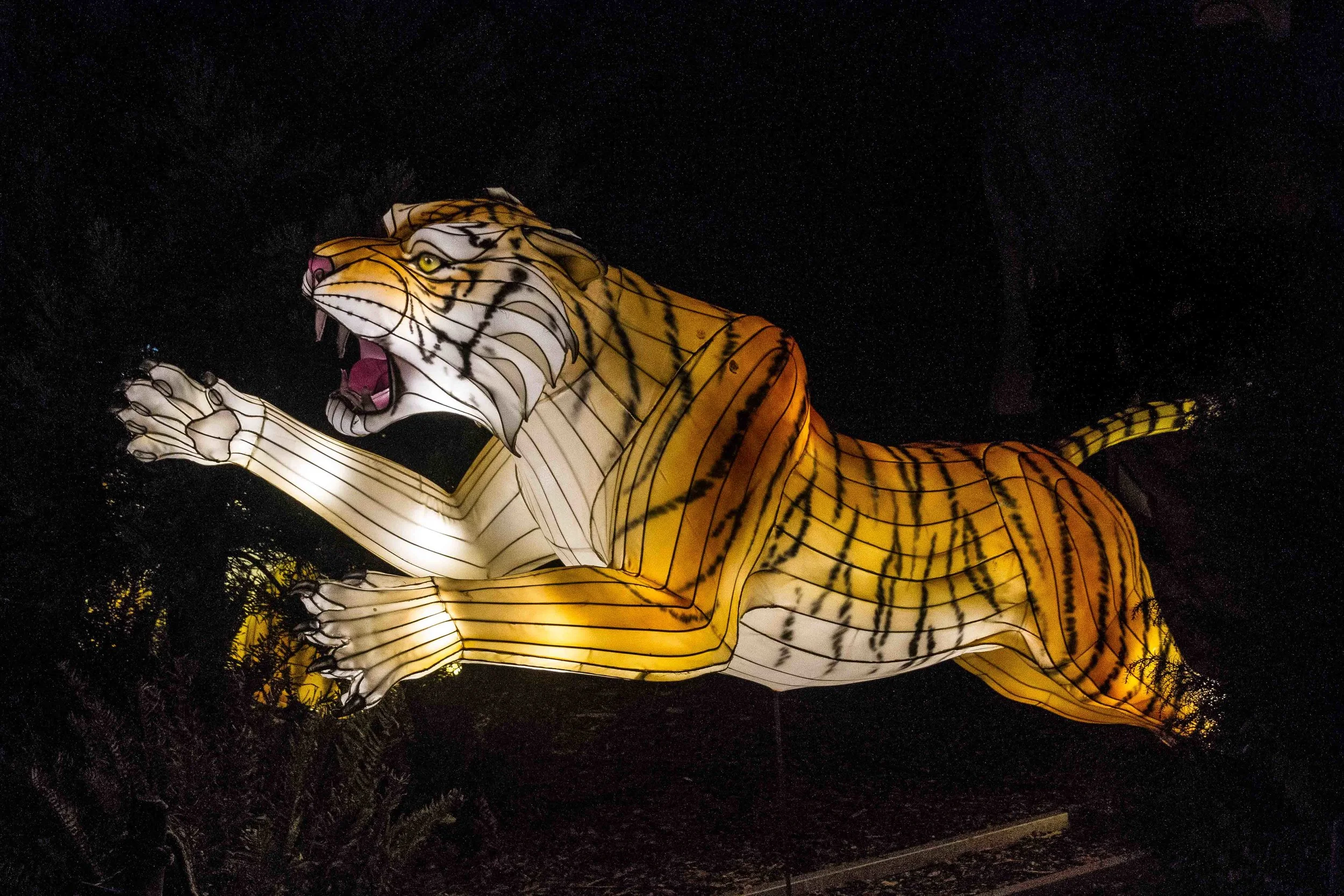 Wild Lights at Dublin Zoo — Anthony Griffin Photography