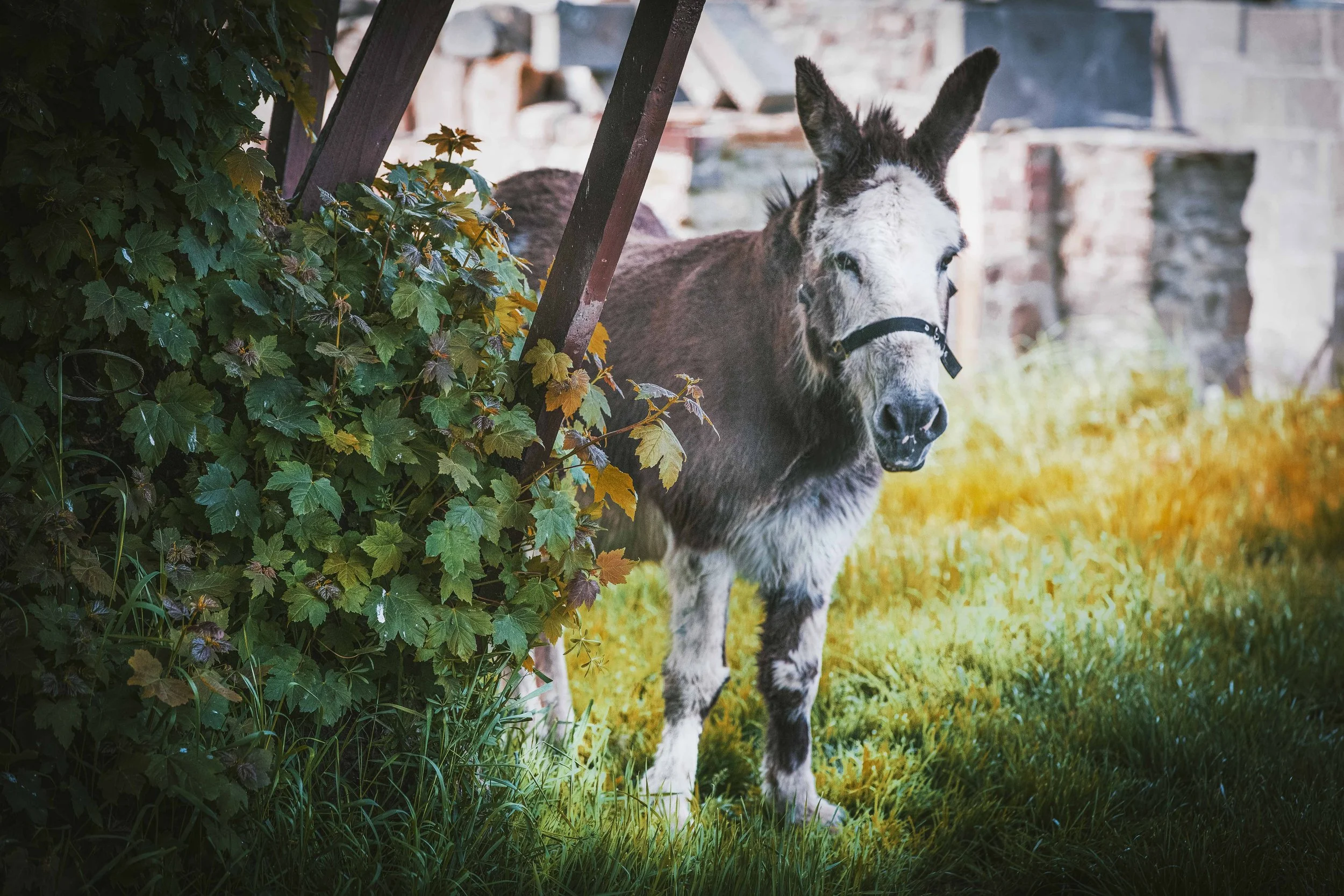 Rooster — Anthony Griffin Photography