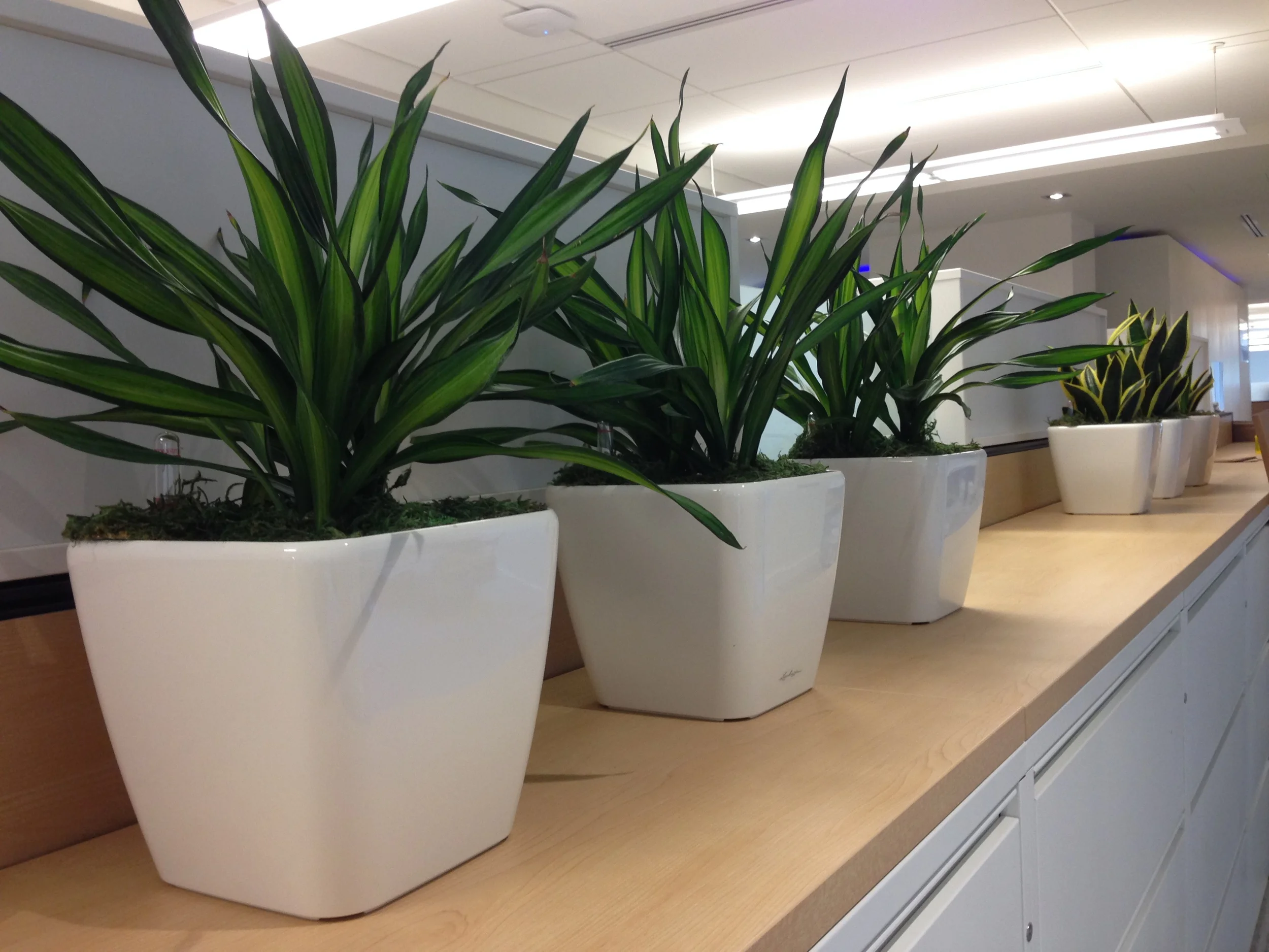 #plantsatwork | Corporate Design with Plants — Plantpros Inc.