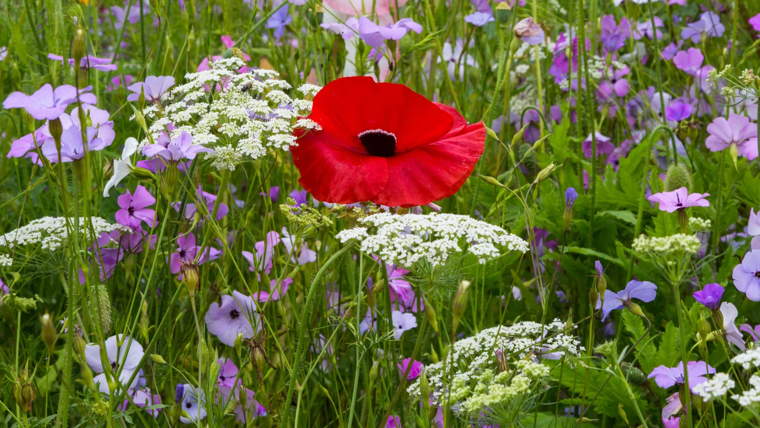 The 7 Best English Gardens To Visit For Meadow-Style Planting — Verve ...