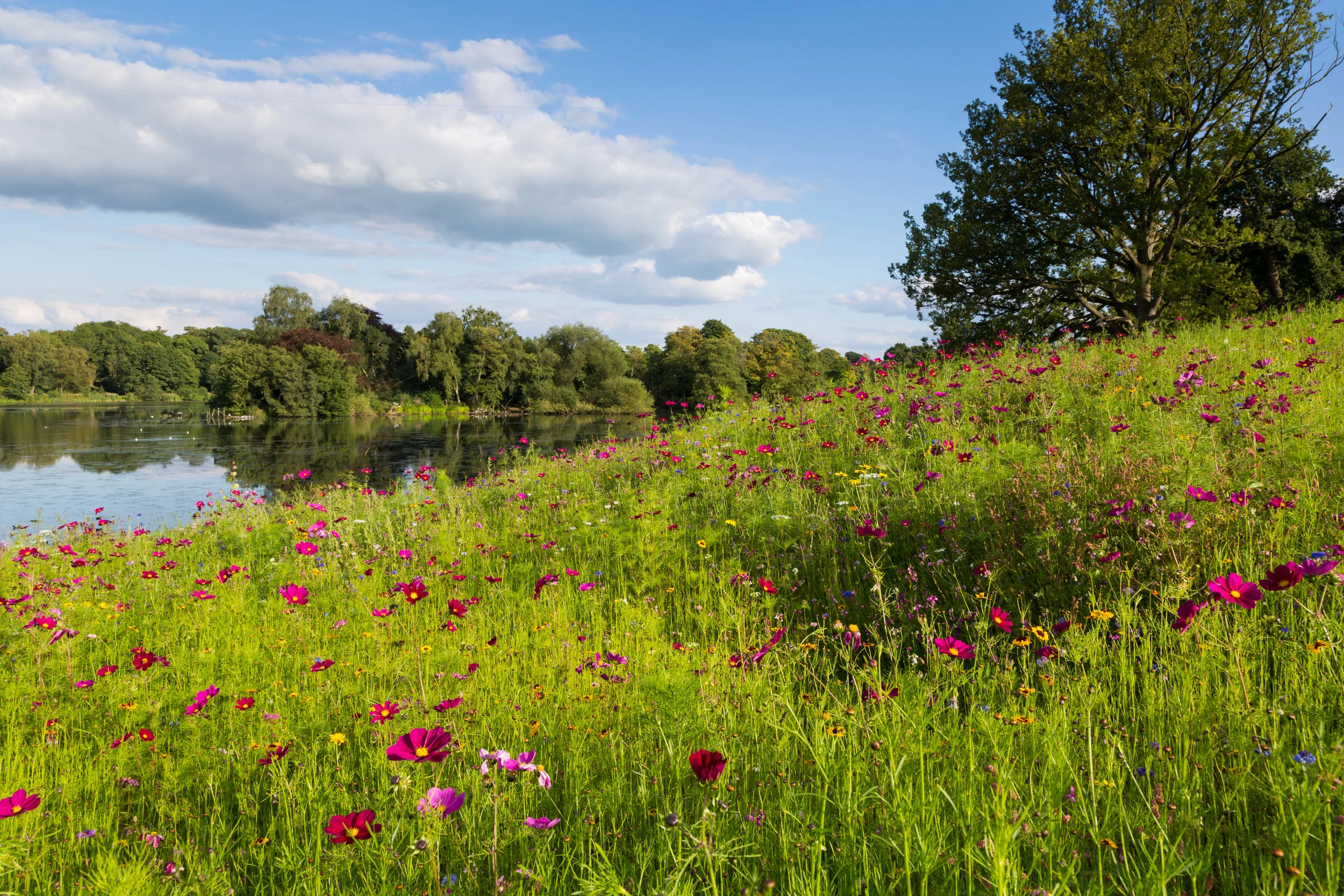 The 7 Best English Gardens To Visit For Meadow-Style Planting — Verve ...