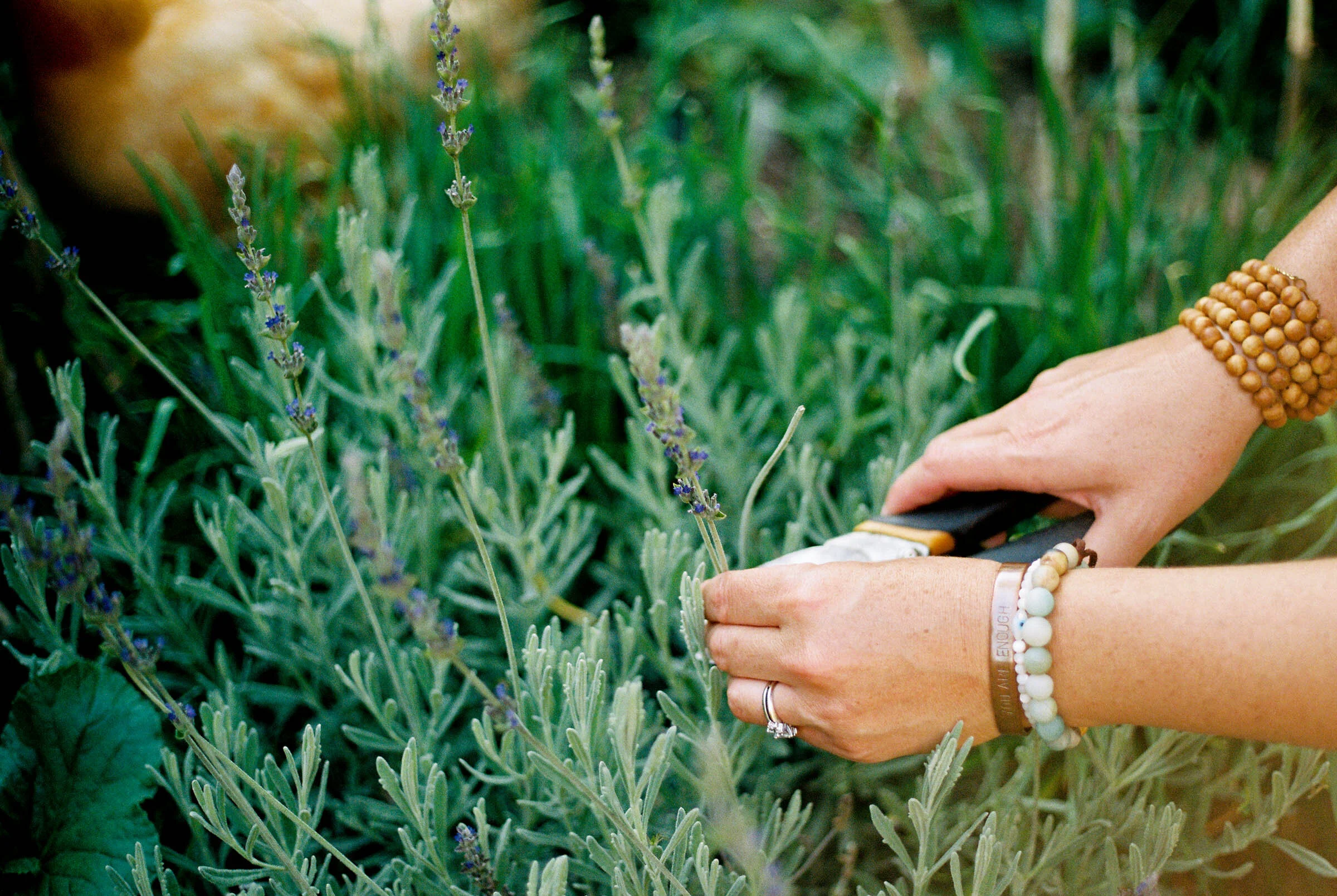 Get in Touch — LifeRoot Botanicals