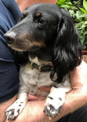 Cocker Spaniel Dachshund Mix