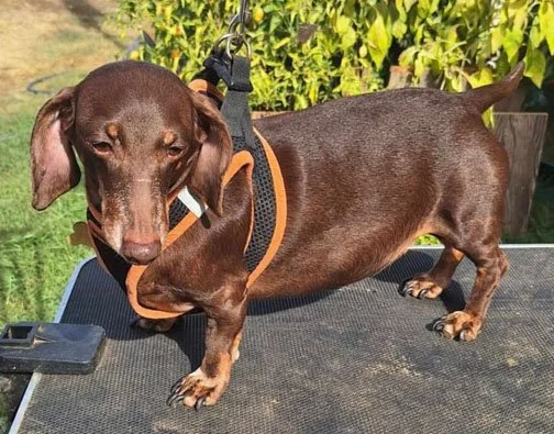 Northern California — Southern California Dachshund Relief Inc.