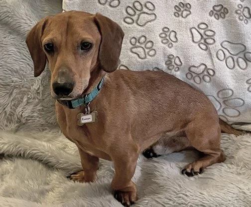 Southern California — Southern California Dachshund Relief Inc.