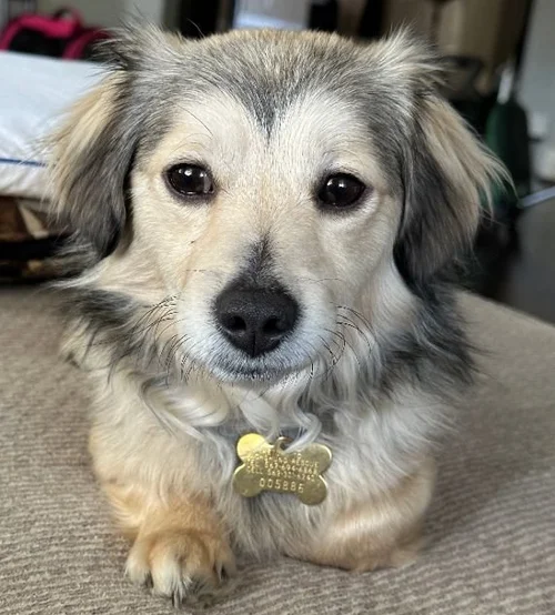 SCDR ALUMNI — Southern California Dachshund Relief Inc.