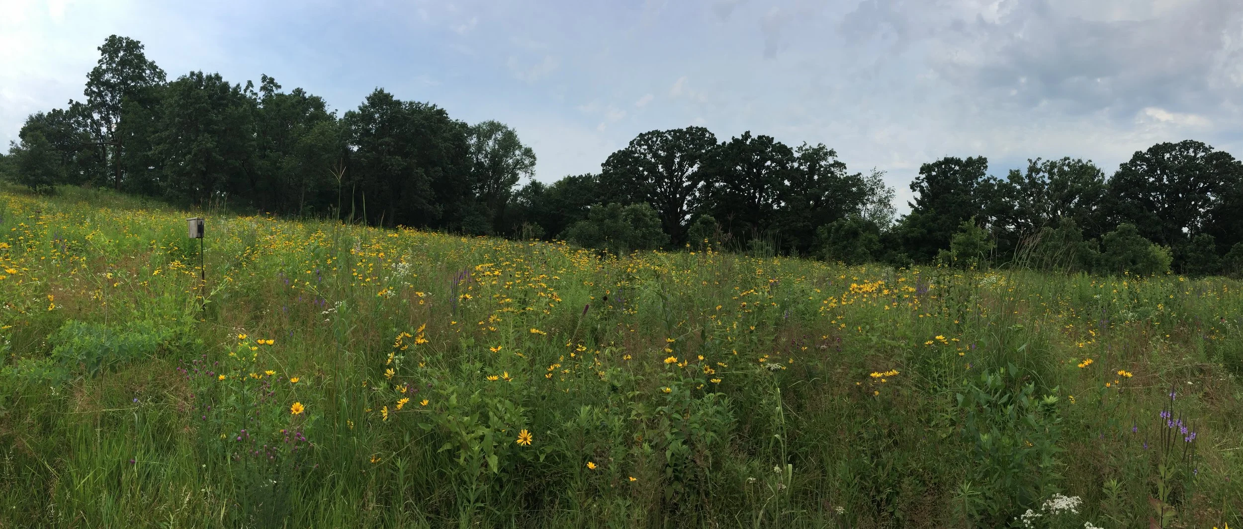 Overview: Ecological Restoration — Adaptive Restoration LLC