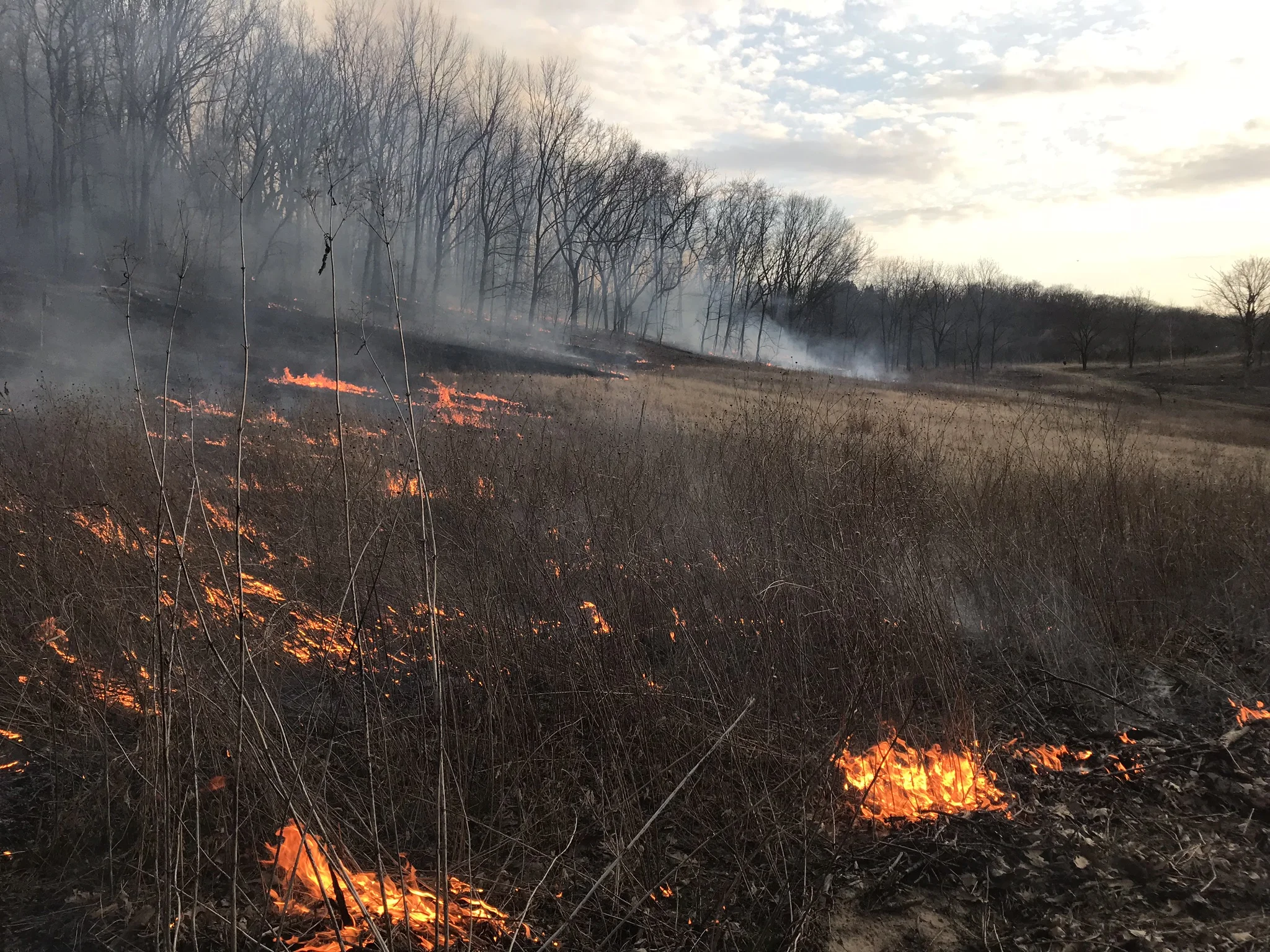 Prescribed Burning — Adaptive Restoration LLC