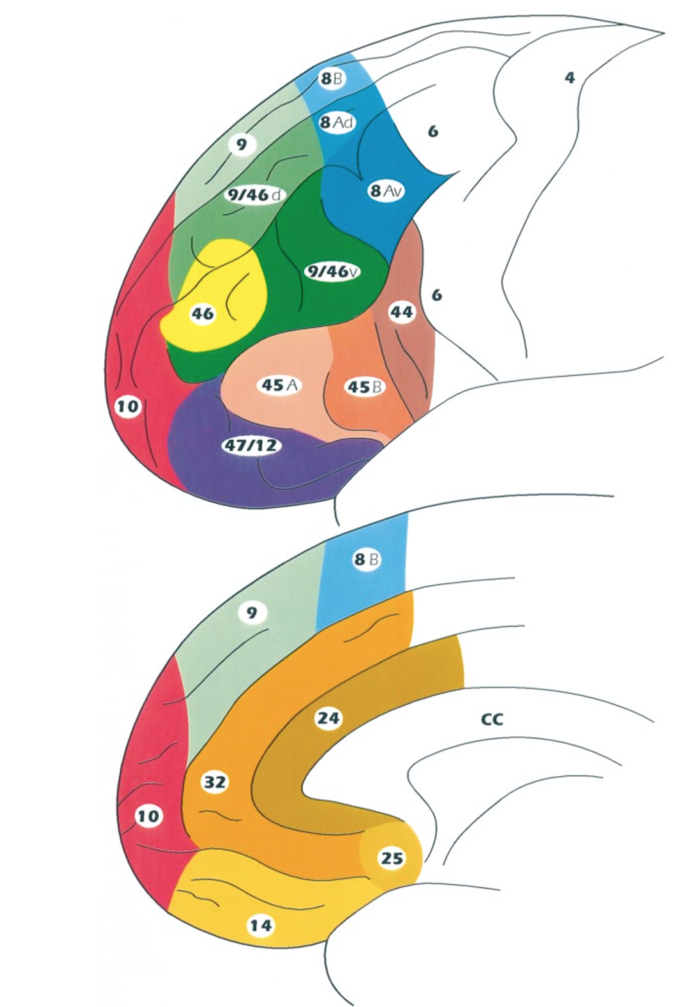 Brain — BrainHope.com