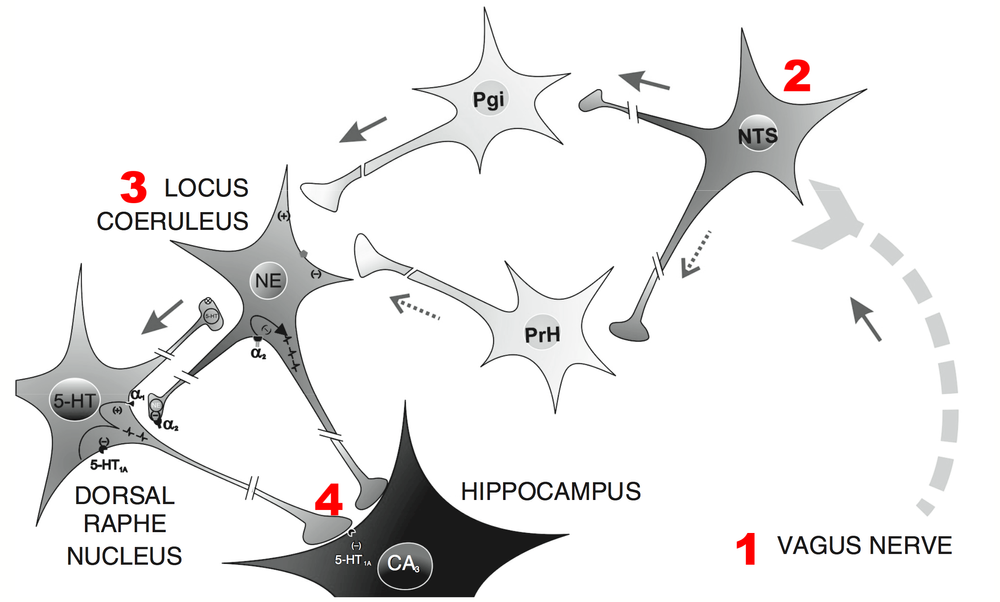 Vagus tVNS — BrainHope.com