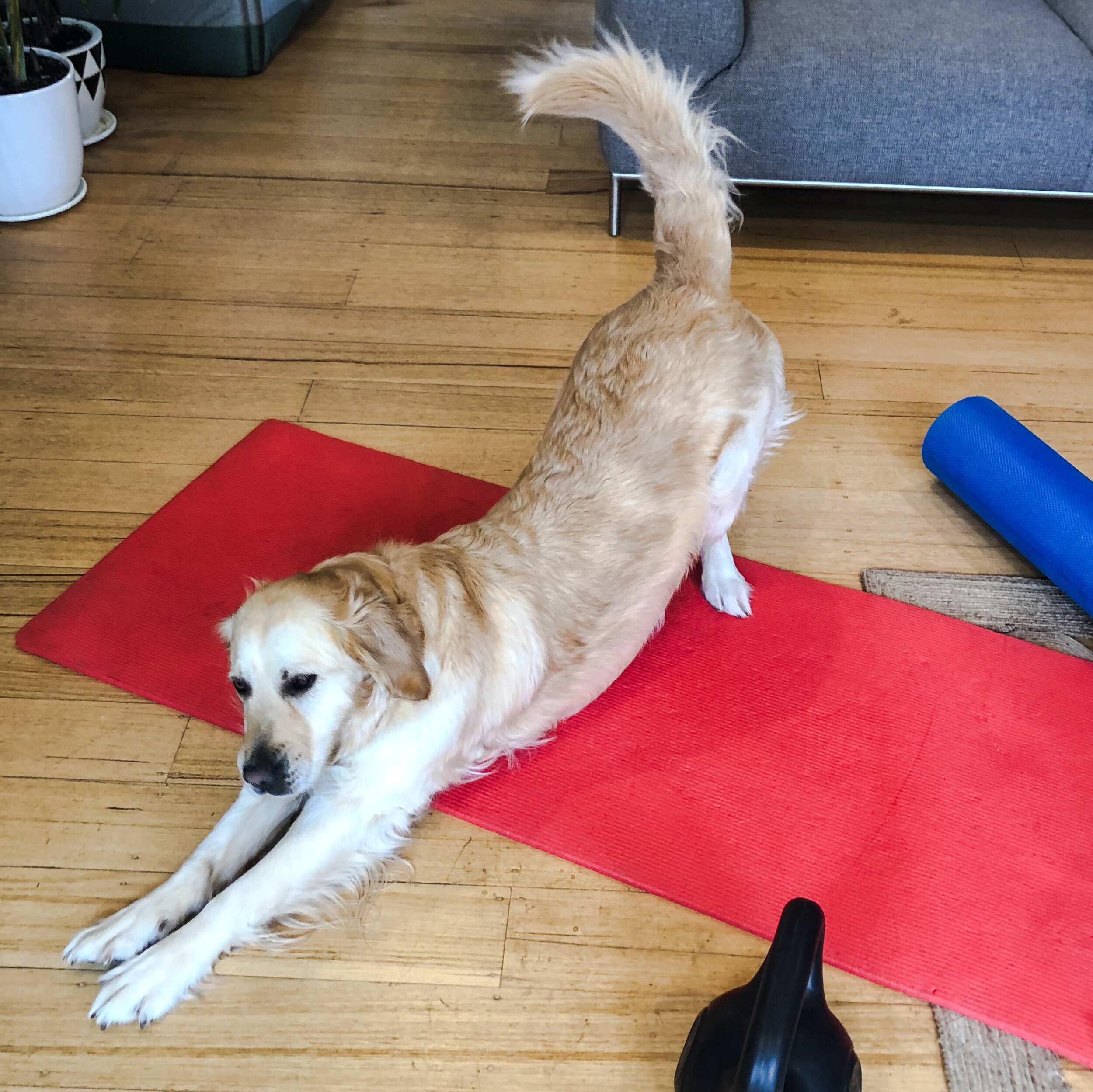 Rider Fitness Sessions — The Riders Physio