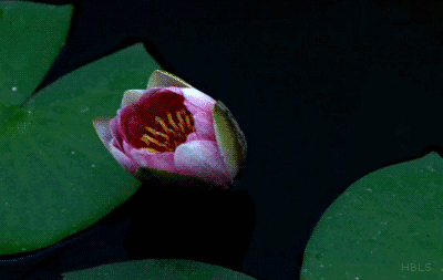 Lotus Flower Animated Gif
