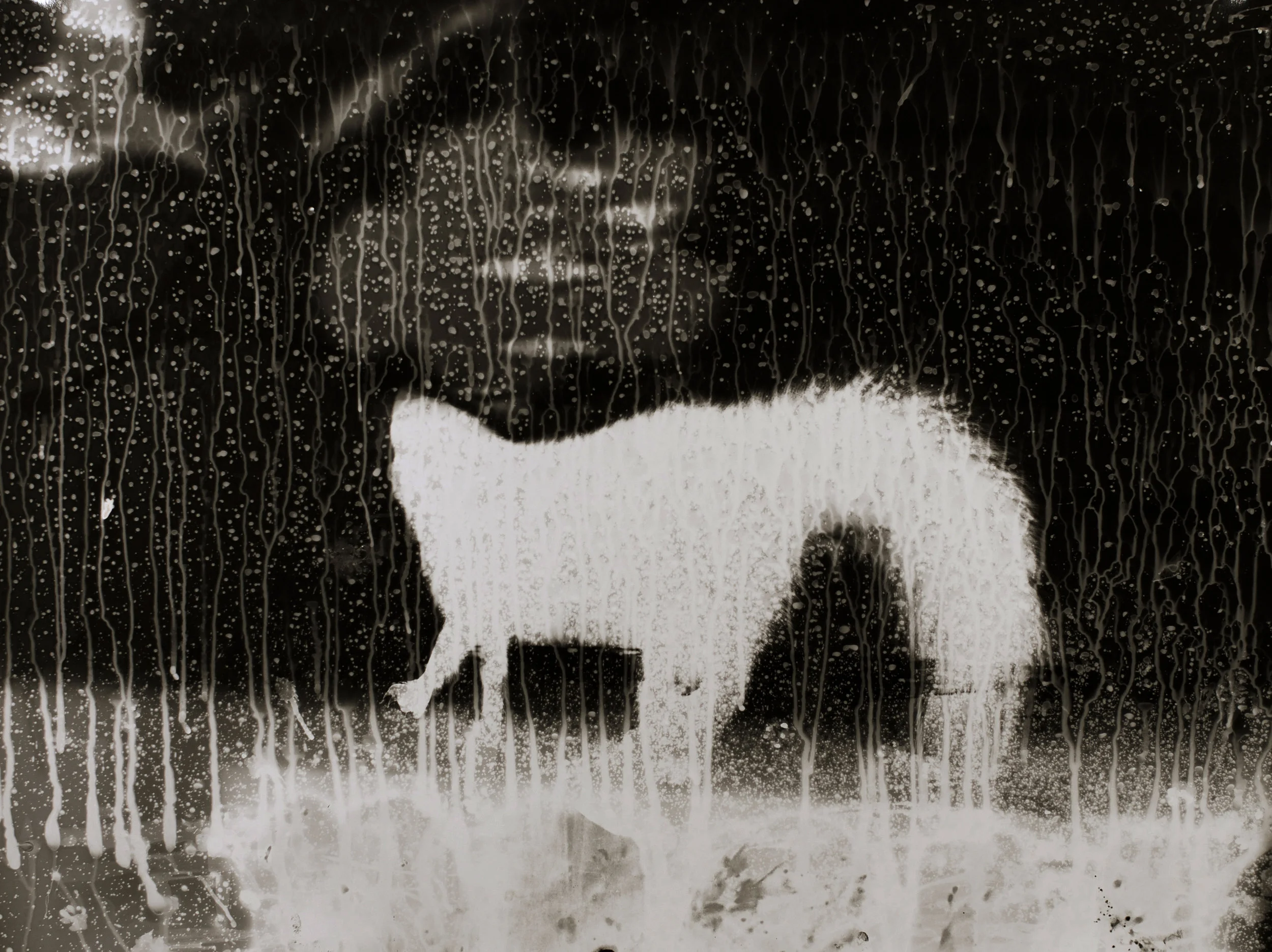 ANIMALOGRAMS — Zana Briski