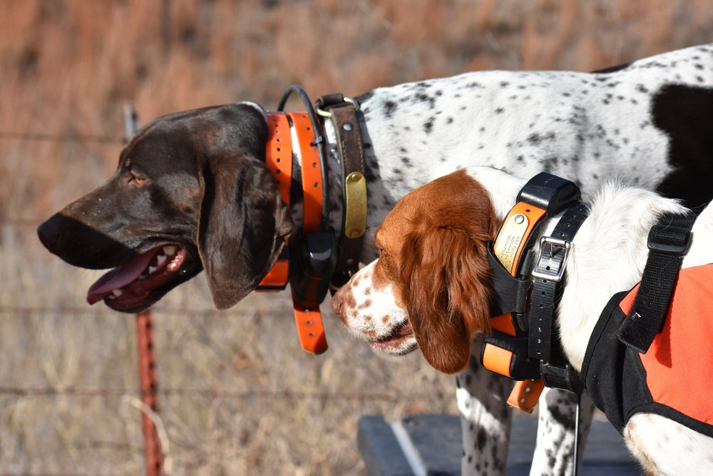 Bird Dogs — Central Oklahoma Chapter of Quail Forever