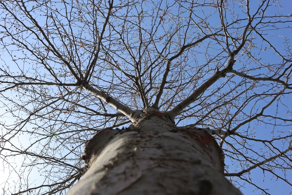 Saddler's Woods Conservation Association