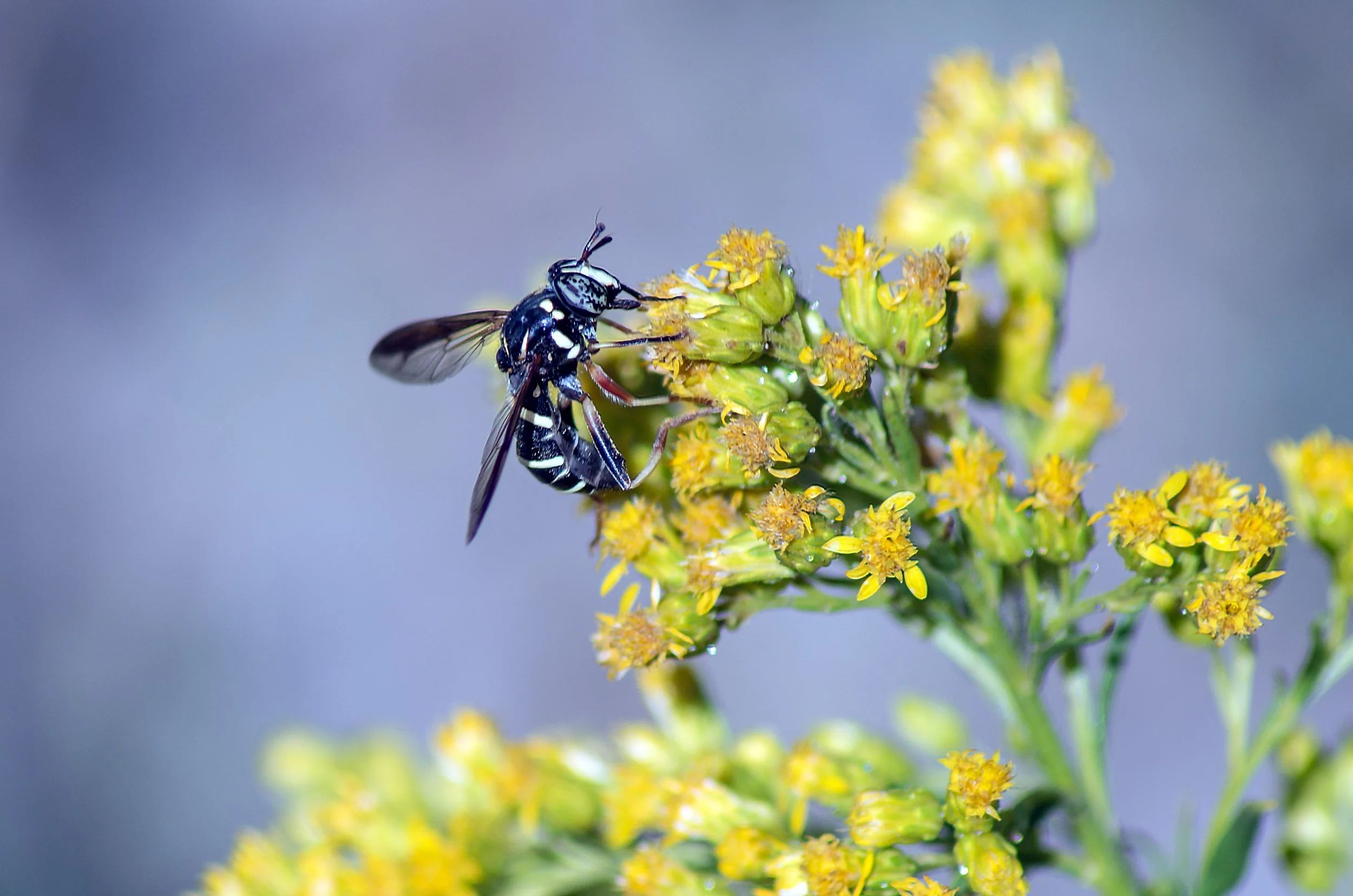 Photos — Nature Lethbridge