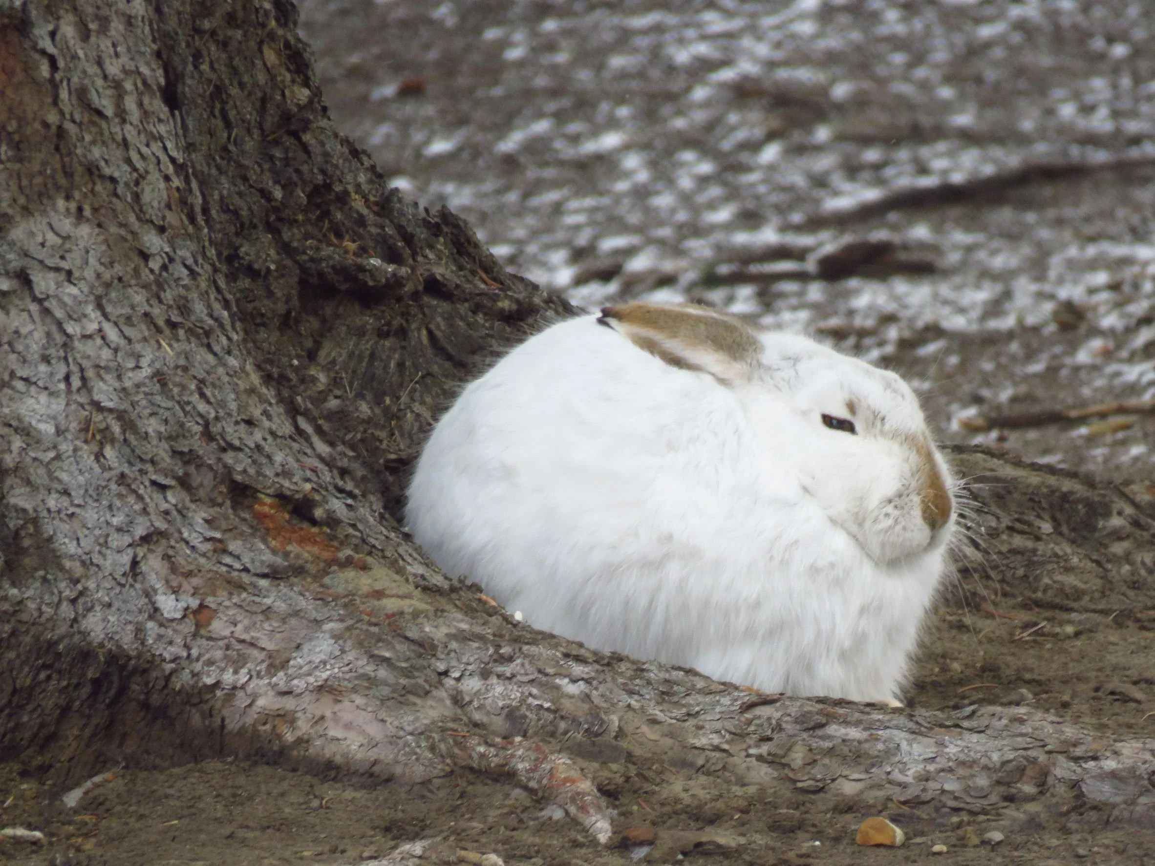 Photos — Nature Lethbridge
