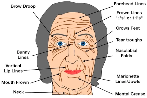 Facial Muscles: Tight and Ropy or Relaxed and Soft by Deborah Tosline ...