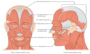 Facial Muscles: Tight and Ropy or Relaxed and Soft by Deborah Tosline ...