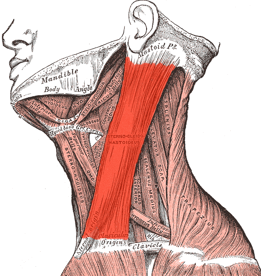 Keeping it Together with a Strong Platysma by Deborah Tosline — Skin ...