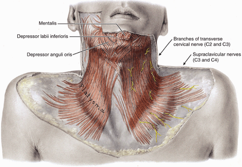 Keeping it Together with a Strong Platysma by Deborah Tosline — Skin ...