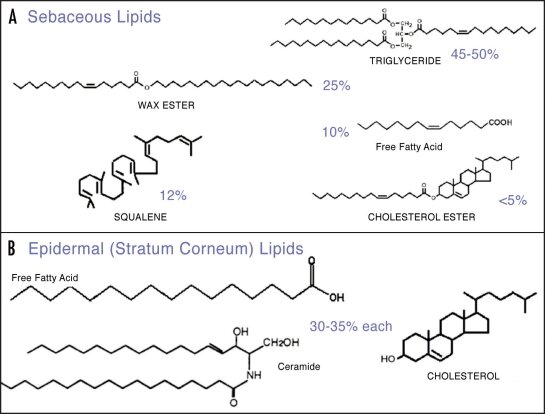 The Skin Barrier Trifecta - Ceramides, Cholesterol and Fatty Acids by ...