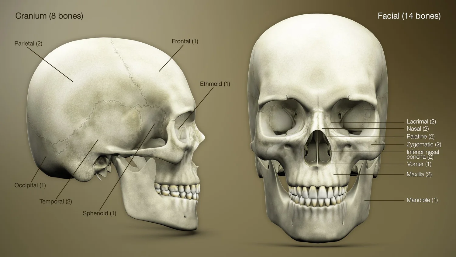 Facial Architecture, Bone Volume, and Aging by Deborah Tosline — Skin ...