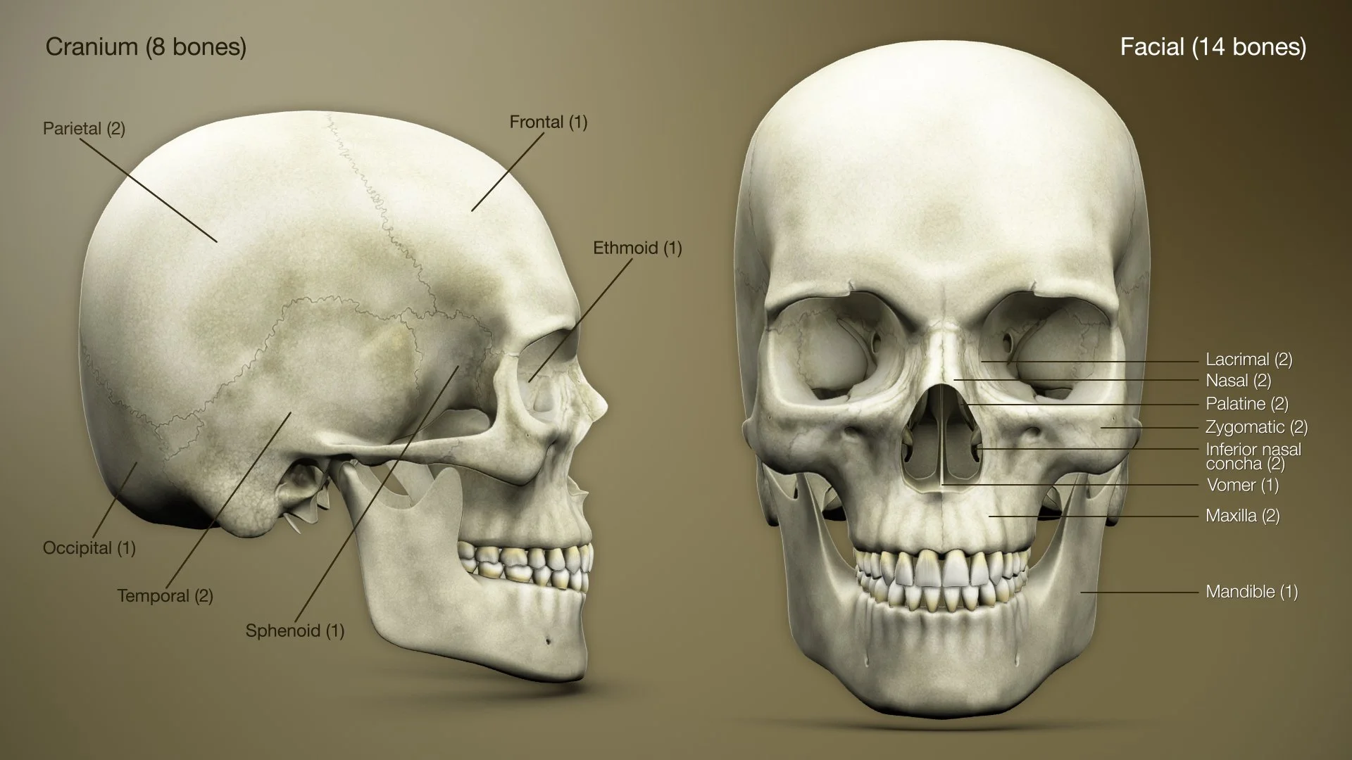Facial Architecture, Bone Volume, and Aging by Deborah Tosline — Skin ...