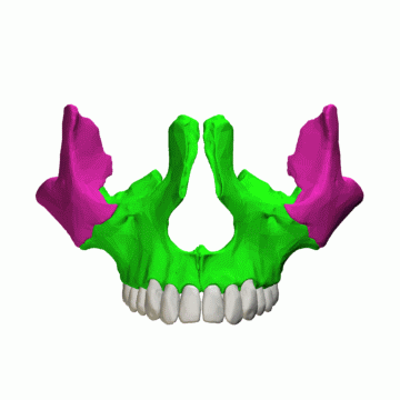 The Architecture of Beauty: How Facial Bone Structure Affects Aging and ...