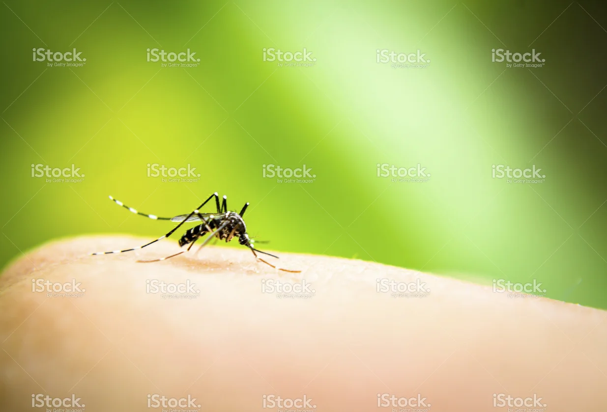 FAQs — The Dengue Relief Foundation