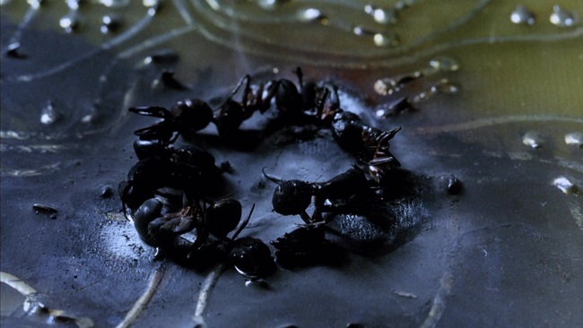 Phase IV (1974) — Contains Moderate Peril