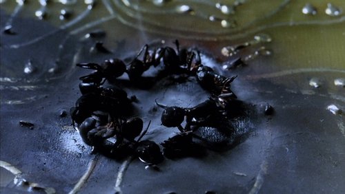 Phase IV (1974) — Contains Moderate Peril