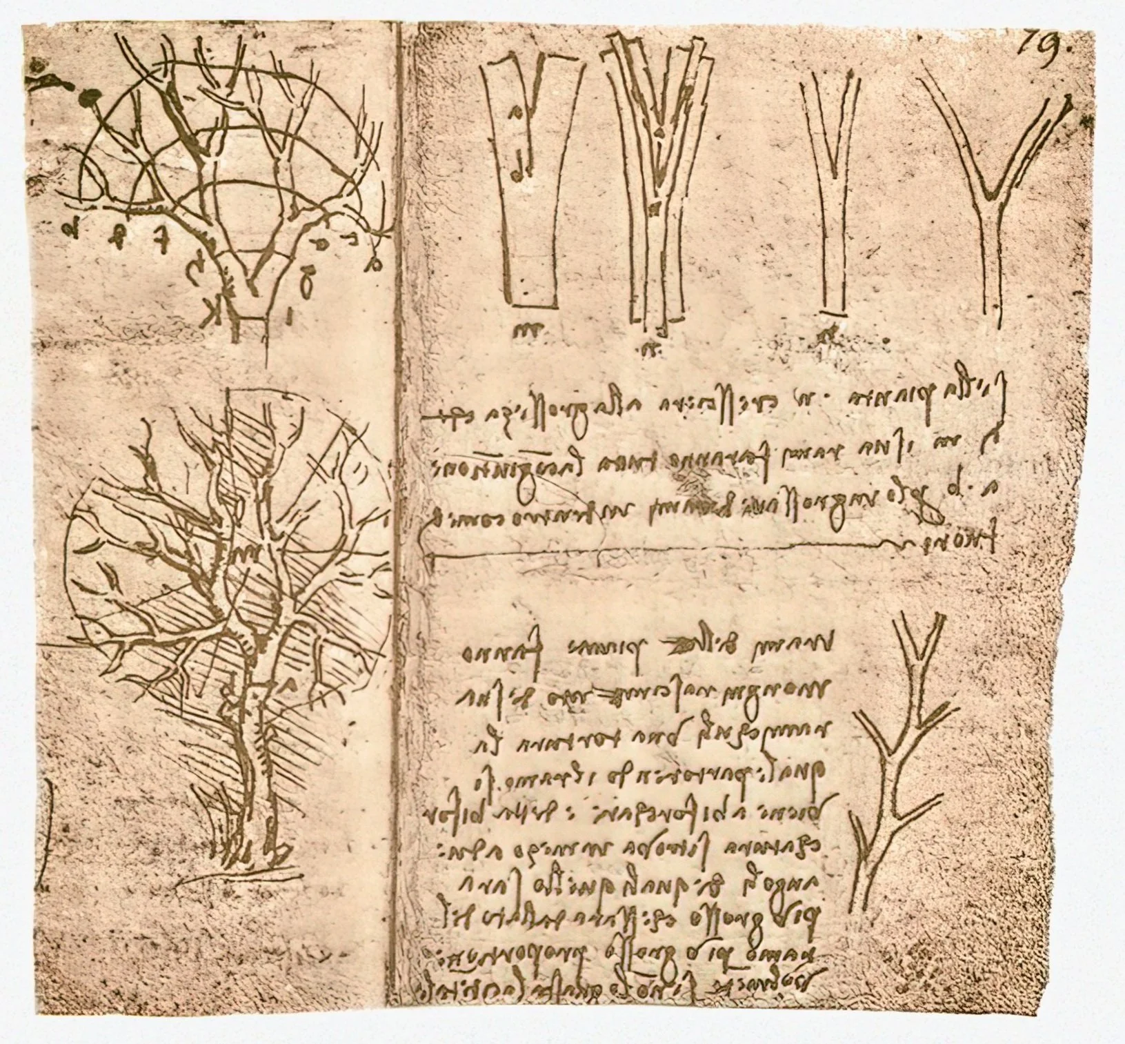 Leonardo da Vinci's Rule of Trees — Photograph France