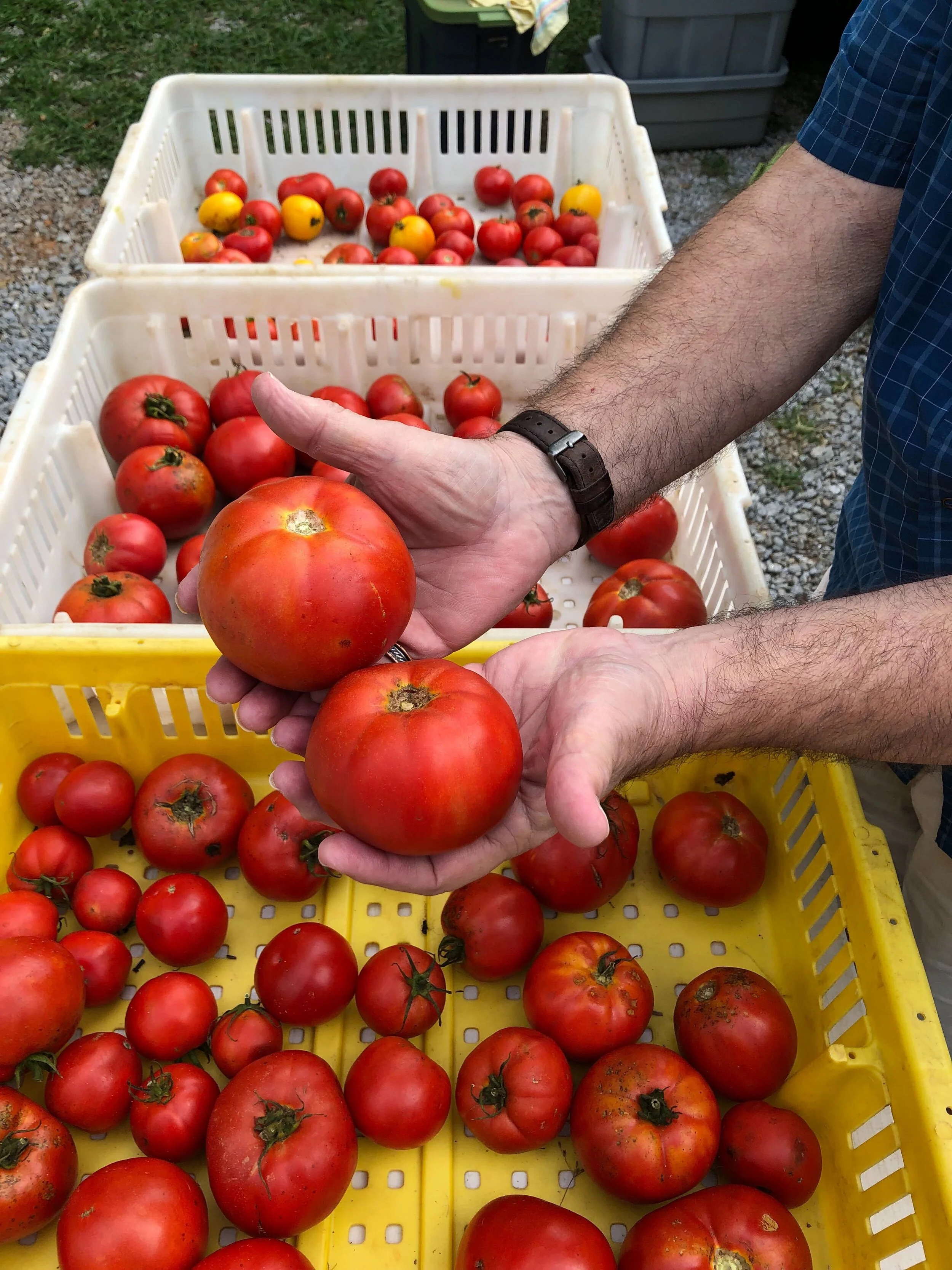 Wholesome Wave Georgia