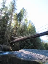 Staircase Rapids Trail At Olympic National Park — Explore Hood Canal