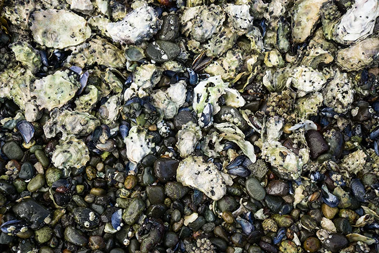 Searching for Shellfish — Explore Hood Canal