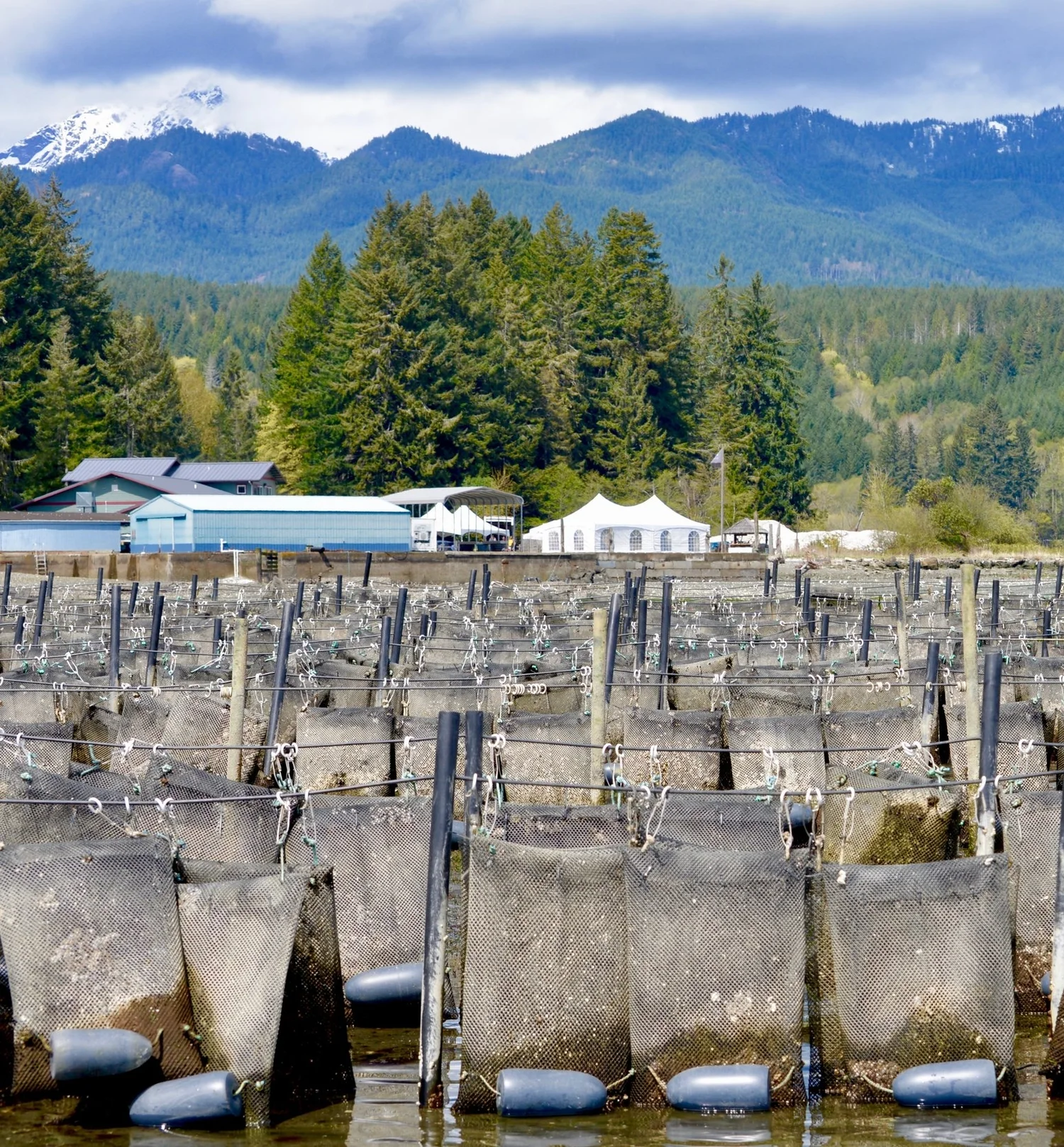 Shellfish — Explore Hood Canal