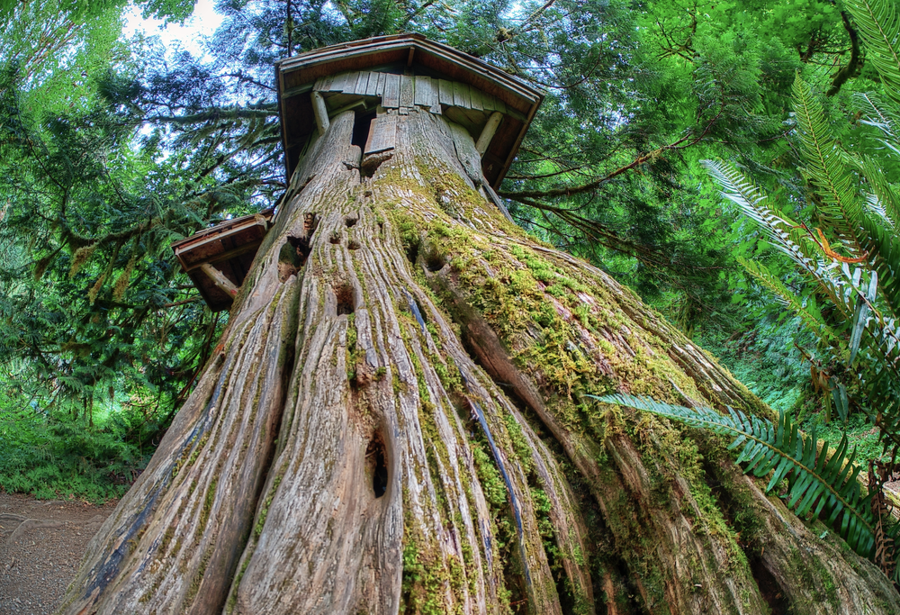 Discover magic in the Guillemot Stump House — Explore Hood Canal