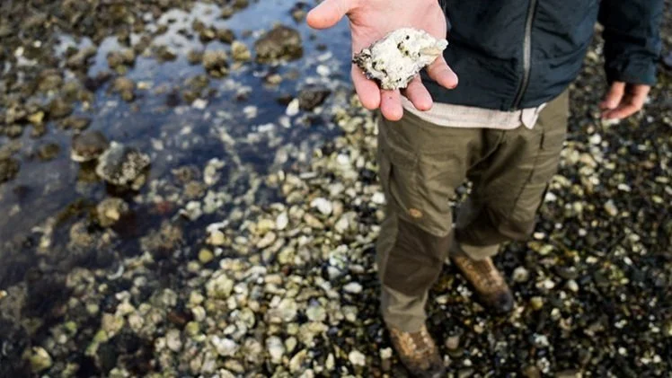 Shellfish — Explore Hood Canal