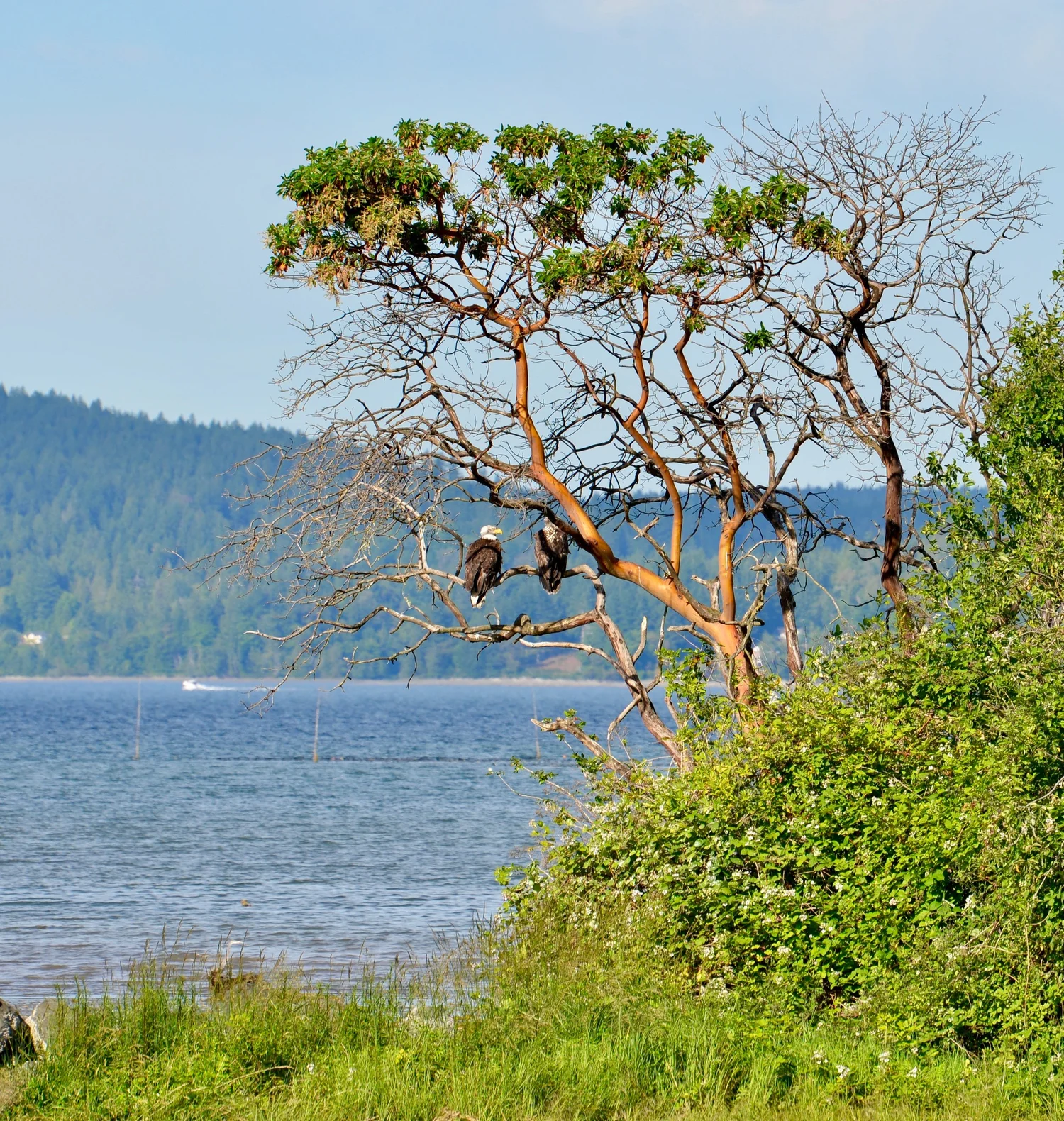 BIRDS OF A FEATHER FLOCK TOGETHER — Explore Hood Canal