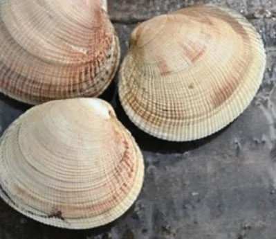 Native Littleneck Clam — Explore Hood Canal