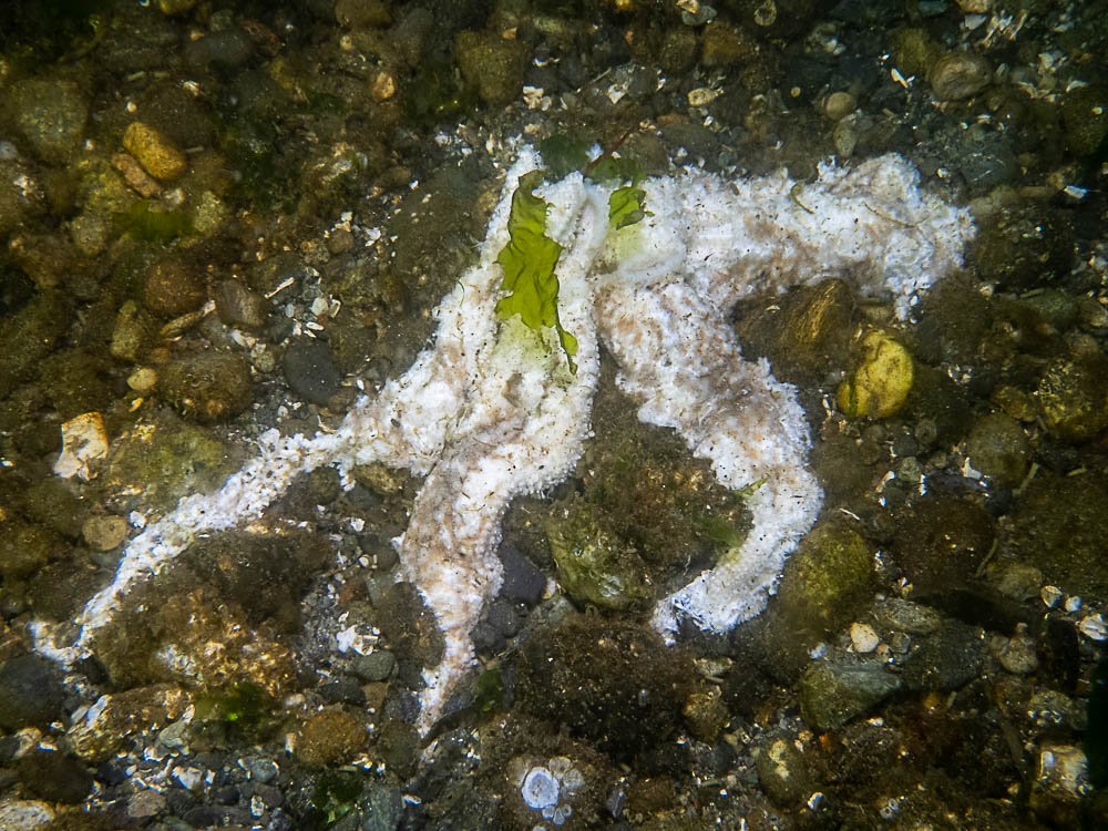 Taking Care of our stars — Explore Hood Canal