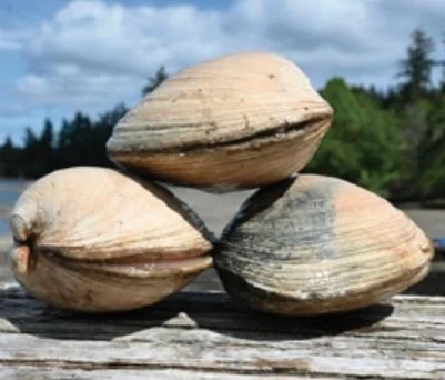 Butter Clam — Explore Hood Canal