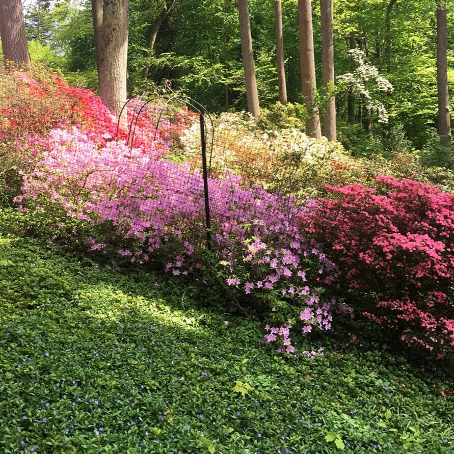 Ten Deer Fence Solutions for Gardens–deer fence for garden — The Benner ...